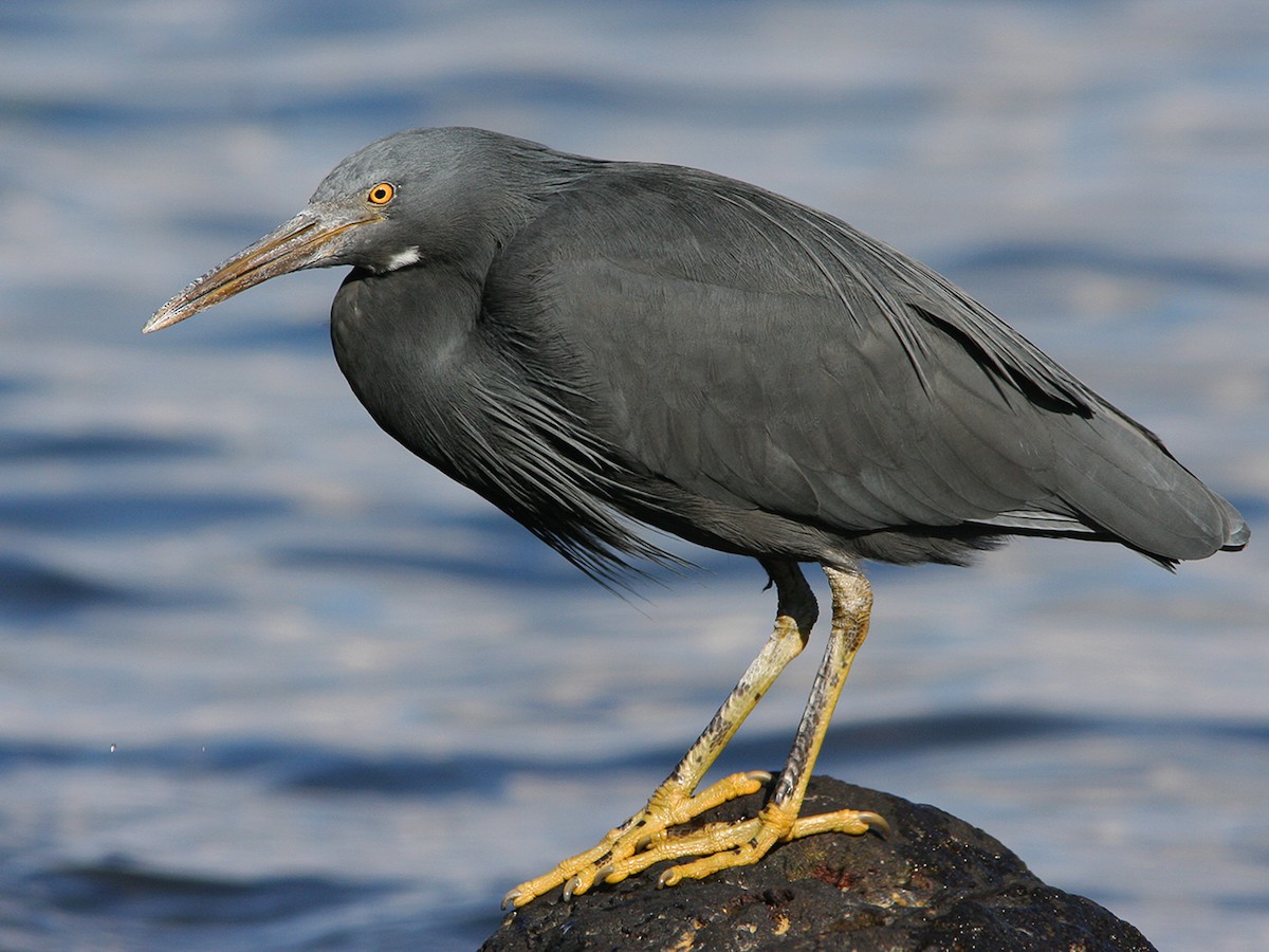 Pacific Reef-Heron - Egretta sacra - Birds of the World