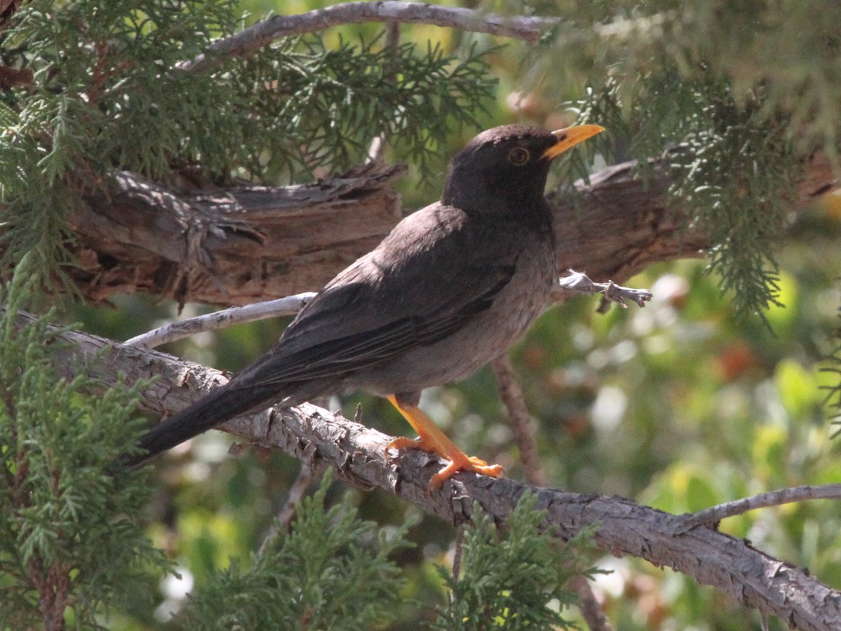 Somali Thrush - Turdus ludoviciae - Birds of the World