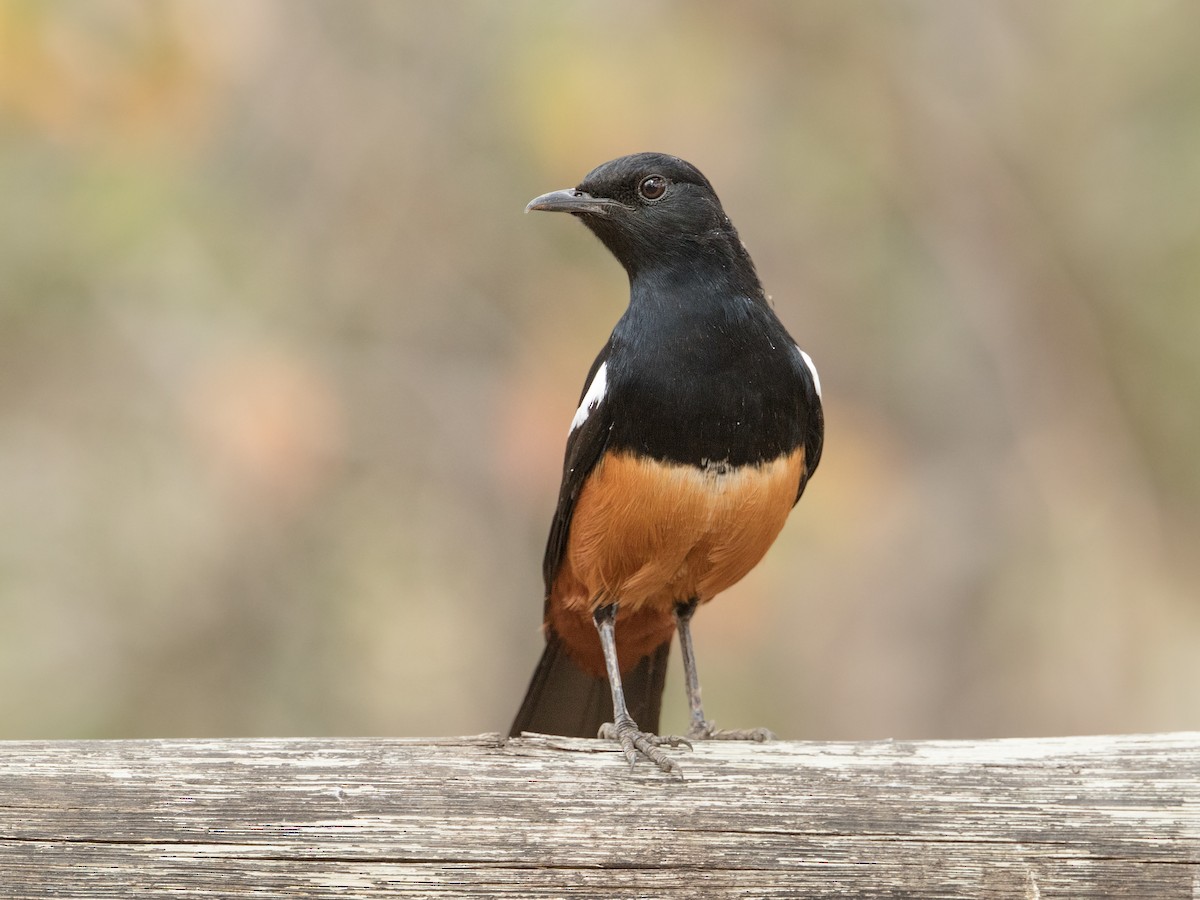 Mocking Cliff-Chat - Thamnolaea cinnamomeiventris - Birds of the World