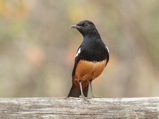 Mocking Cliff-Chat - Thamnolaea cinnamomeiventris - Birds of the World