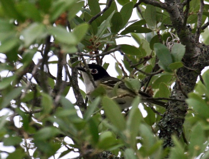 eBird Checklist - 5 May 2009 - Kerr WMA - 2 species