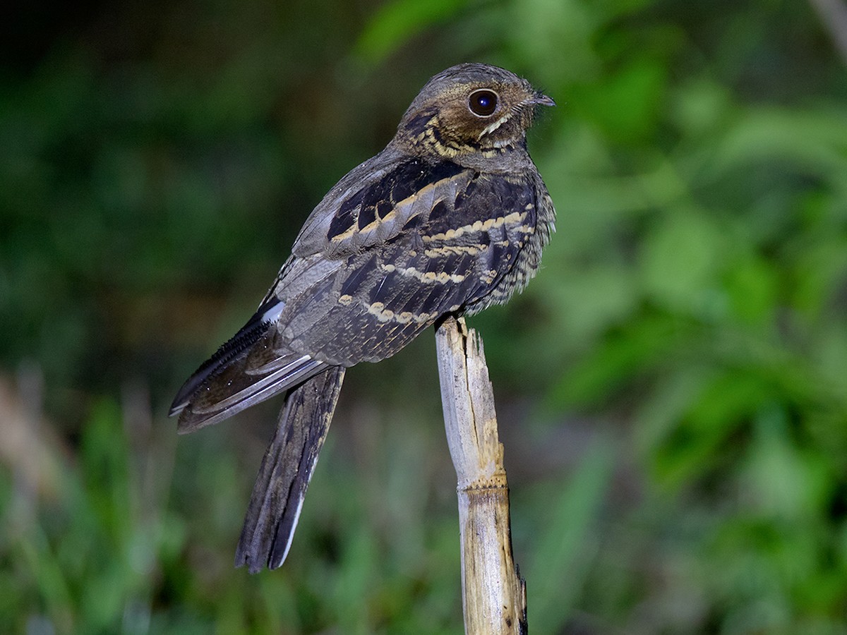 Large-tailed Nightjar - Caprimulgus macrurus - Birds of the World