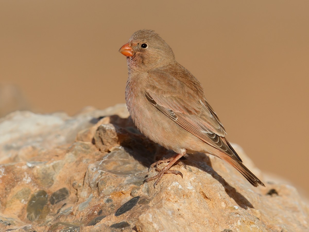 Trumpeter Finch - Bucanetes githagineus - Birds of the World