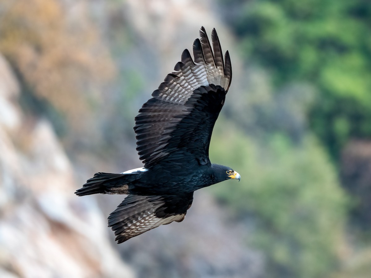 Verreaux's Eagle - Aquila verreauxii - Birds of the World
