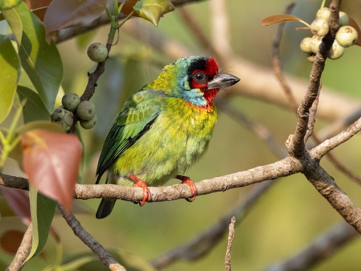 Malabar Barbet - Psilopogon malabaricus - Birds of the World
