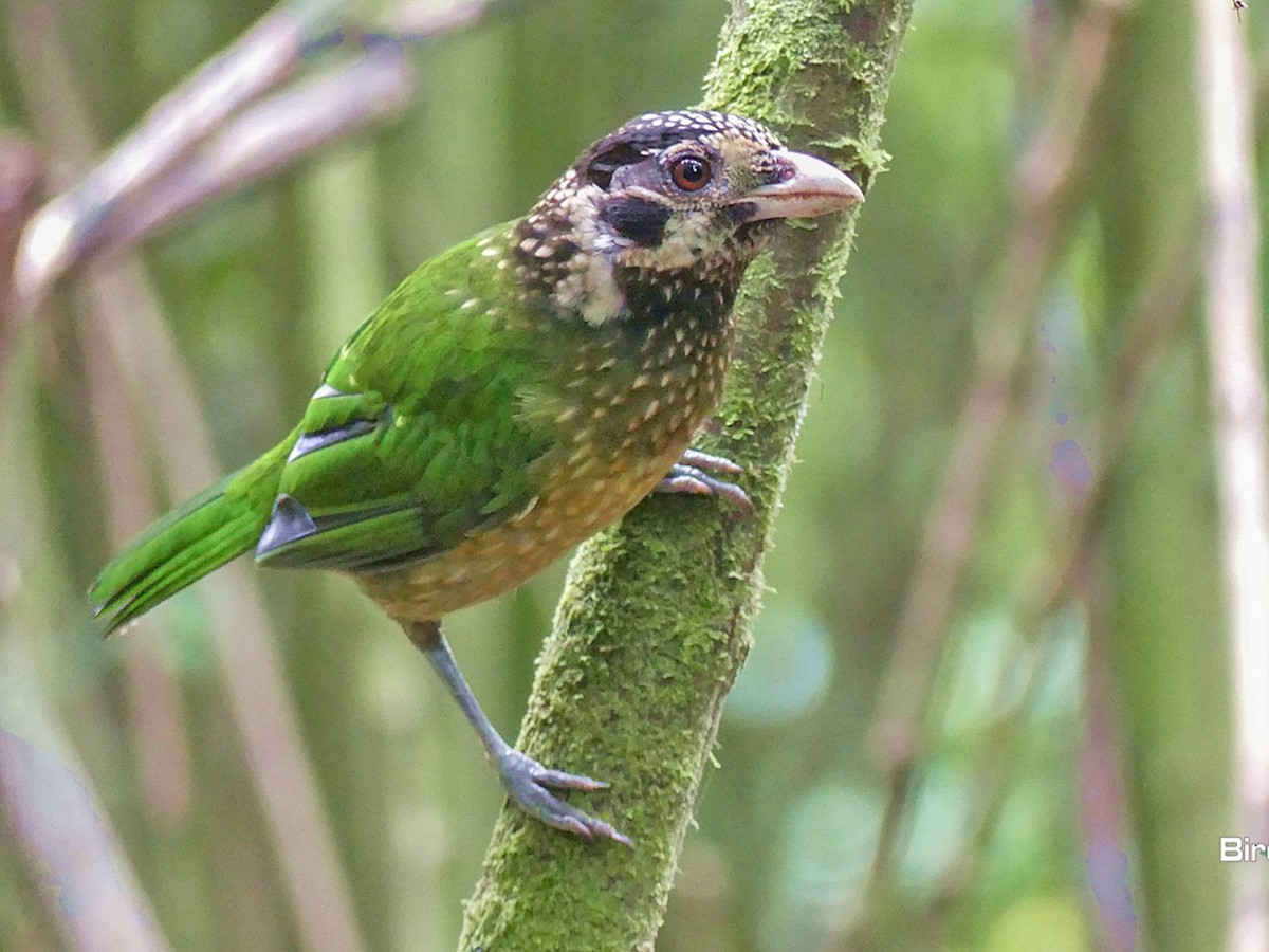 Arfak Catbird - Ailuroedus arfakianus - Birds of the World