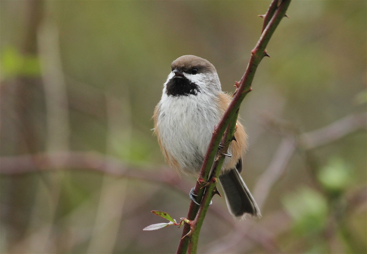 Mass Audubon eBird Checklist - 9 Nov 2010 - Squantum--Squantum Point ...