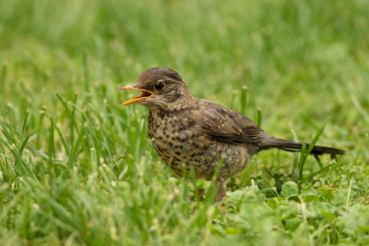 Austral Thrush (Magellan) - eBird