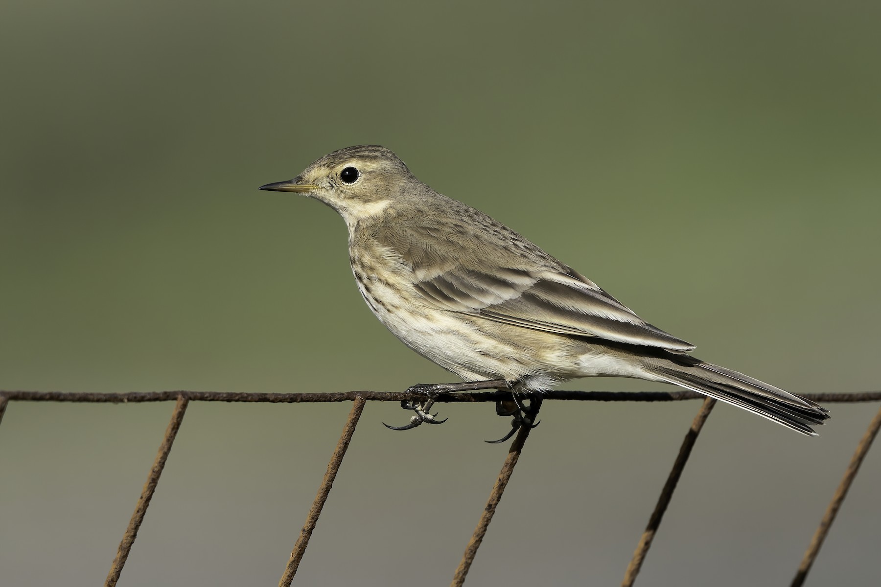 American Pipit (rubescens Group) - eBird