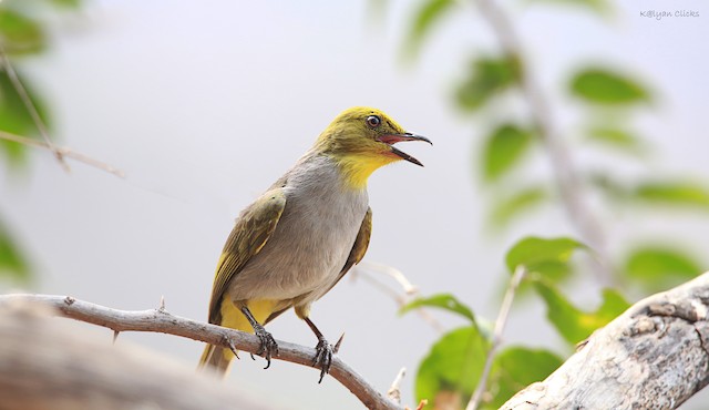 Photos - Yellow-throated Bulbul - Pycnonotus xantholaemus - Birds of ...