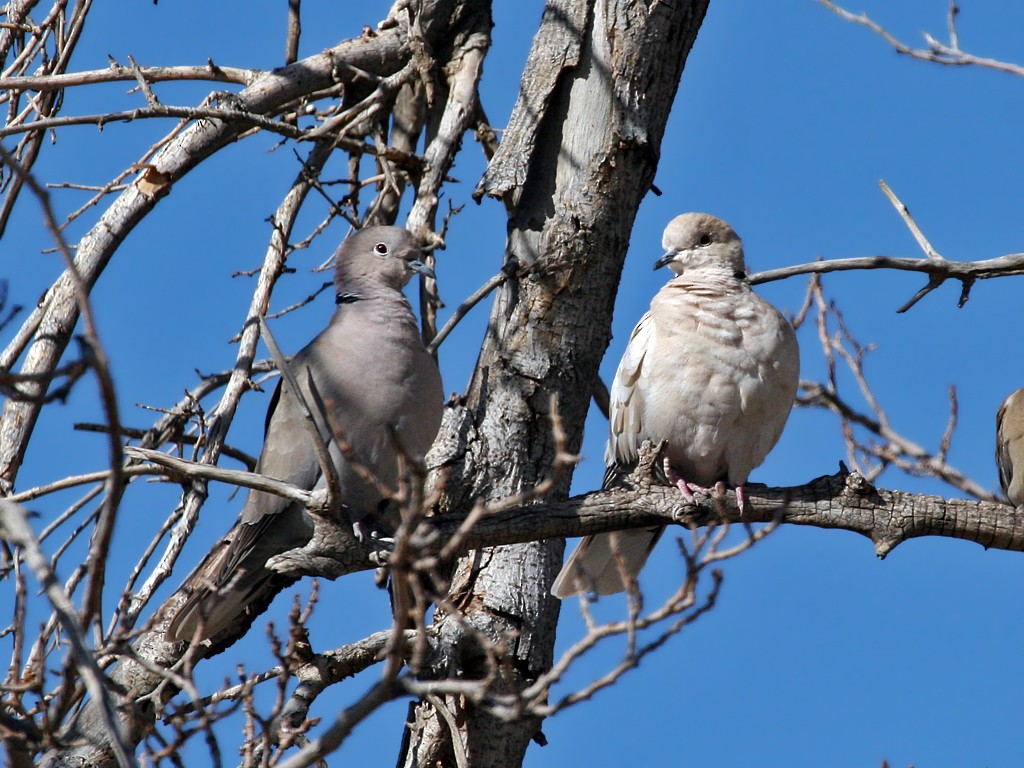 eBird Checklist - 20 Jan 2009 - Red Rock Feedlot - 2 species