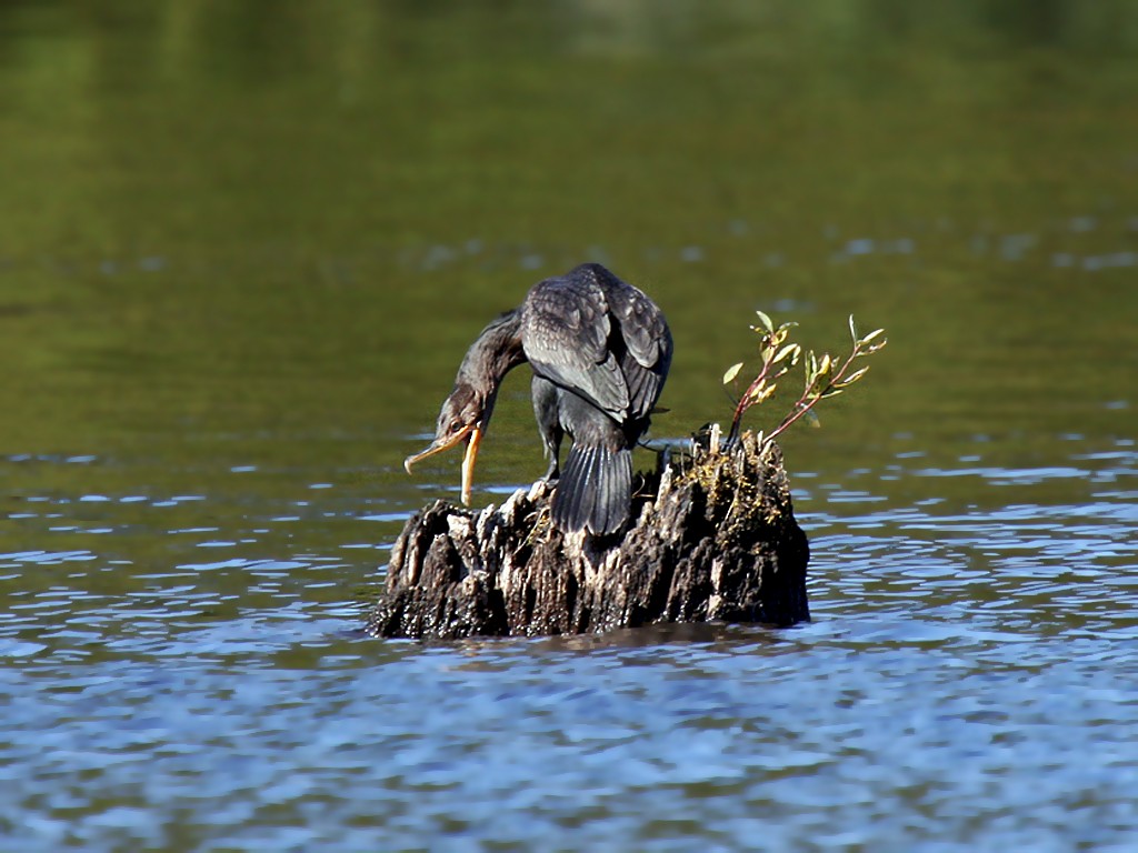 eBird Checklist - 22 Sep 2008 - Umbagog NWR (overall) - 1 species