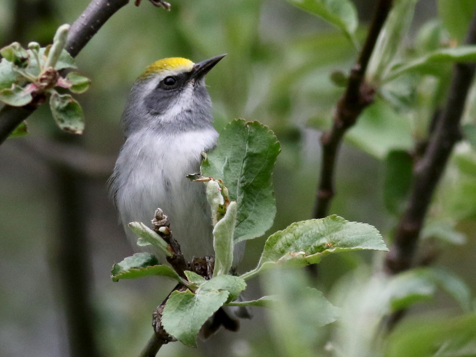 Golden-winged Warbler - eBird