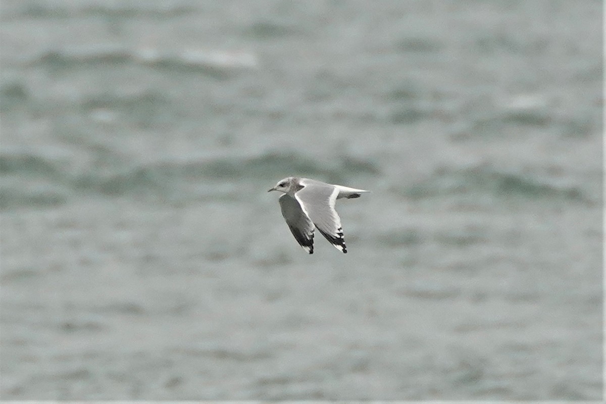 eBird Checklist - 1 Nov 2021 - Rodeo Lagoon - 29 species (+2 other taxa)