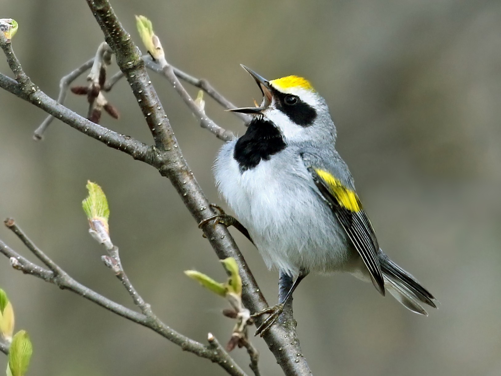 Golden-winged Warbler - eBird