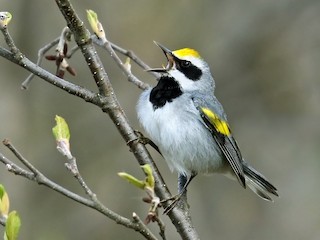 Golden-winged Warbler - eBird