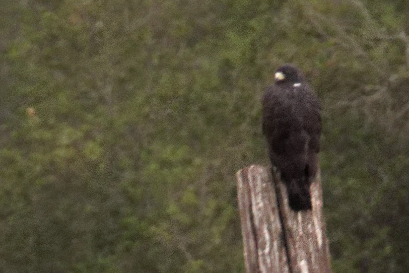 eBird Checklist - 1 Nov 2021 - Farren Road - 21 species