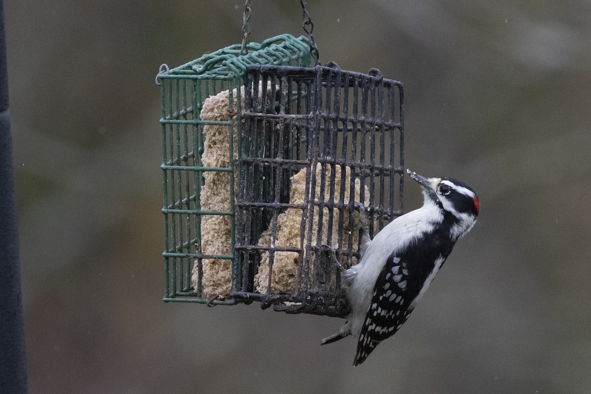 eBird Checklist - 2 Nov 2021 - Ashland Nature Center and Hawk Watch ...