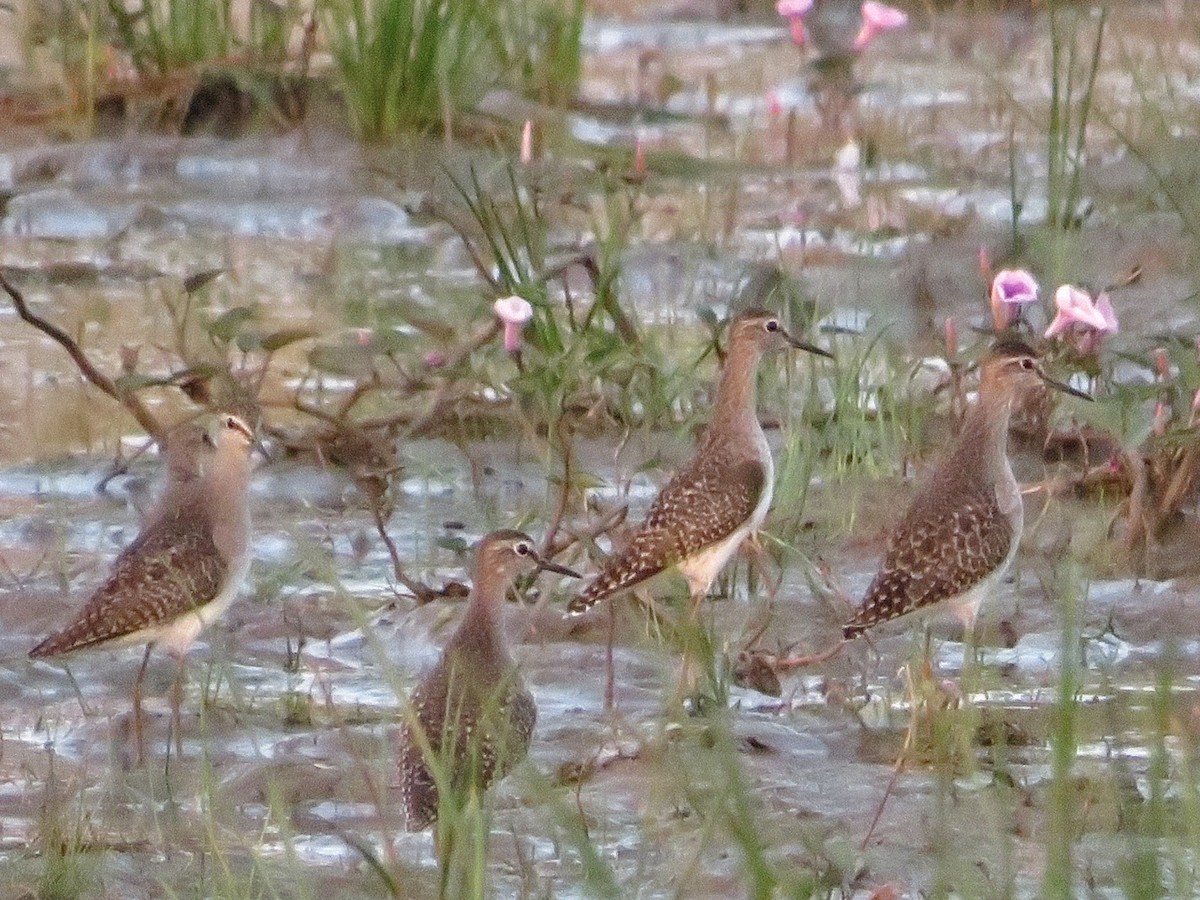 eBird Checklist - 2 Nov 2021 - Timbi Lake - 77 species