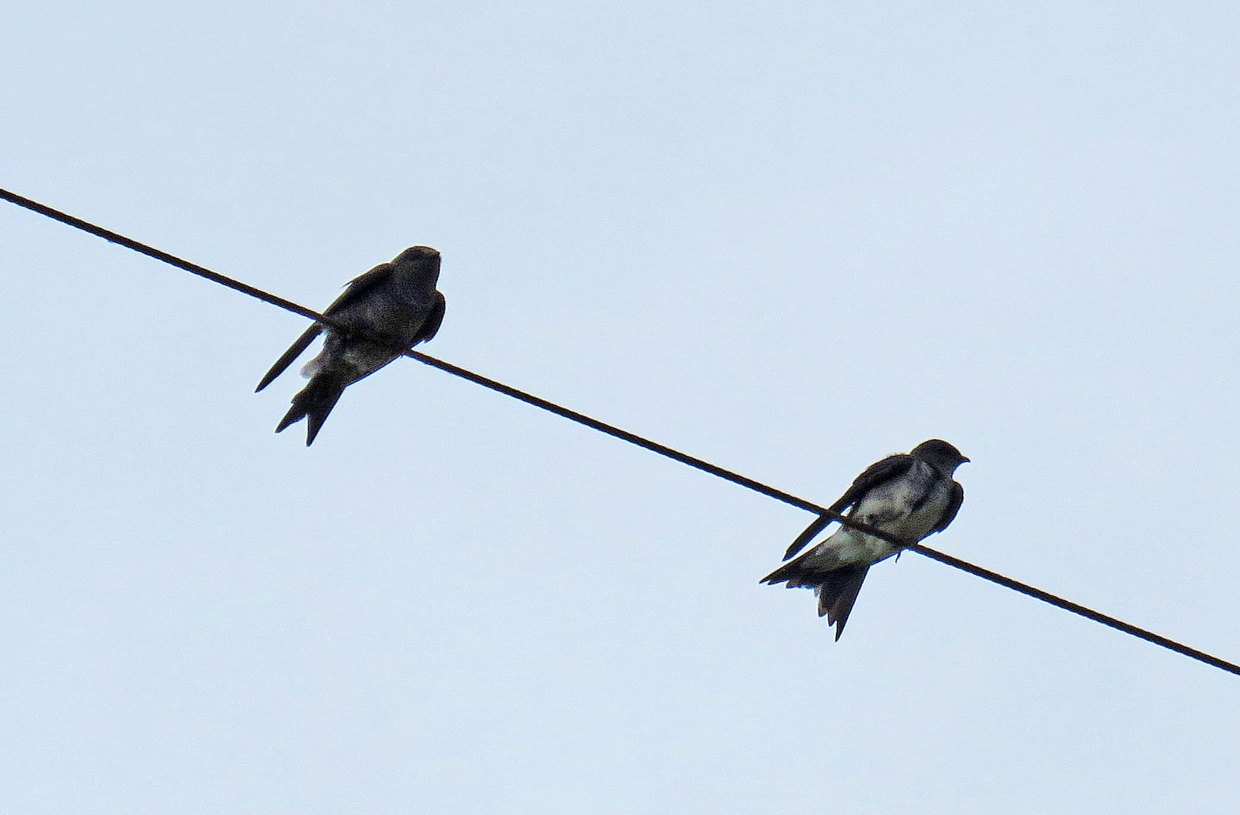 Purple/Southern Martin - eBird