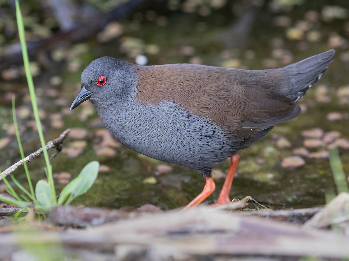 Spotless Crake - Zapornia tabuensis - Birds of the World