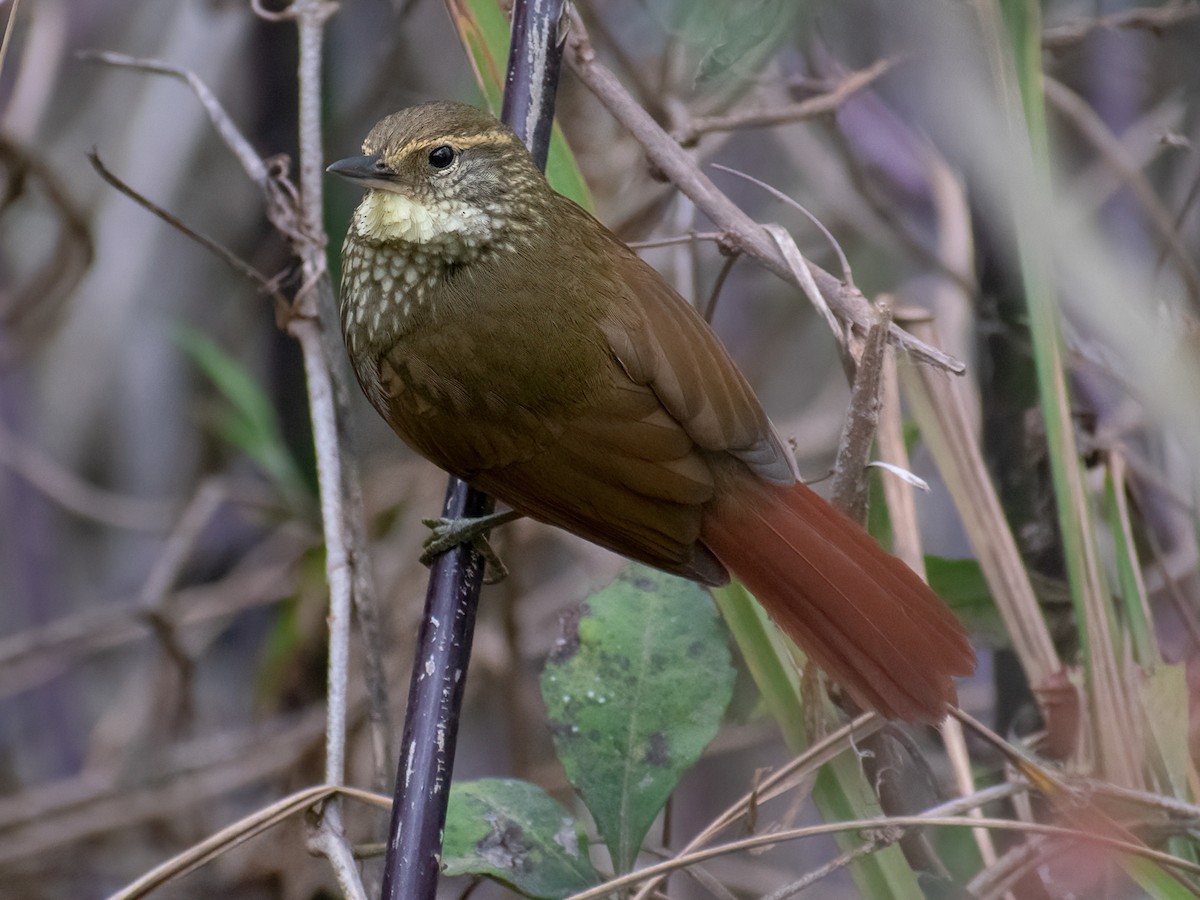 Buff-browed Foliage-gleaner - Syndactyla rufosuperciliata - Birds of ...