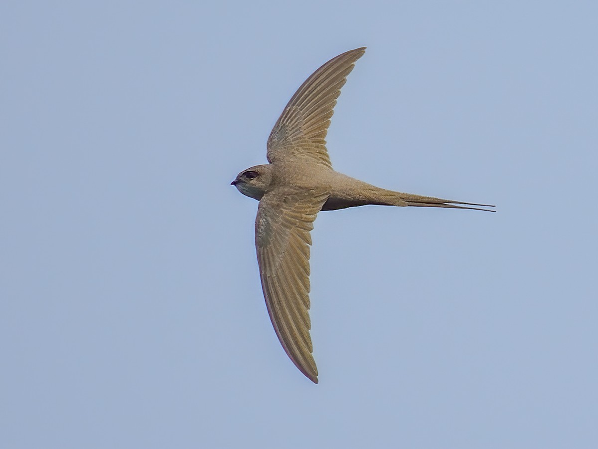 African Palm Swift - Cypsiurus parvus - Birds of the World