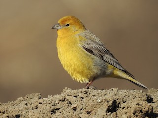Greater Yellow-Finch - Sicalis auriventris - Birds of the World