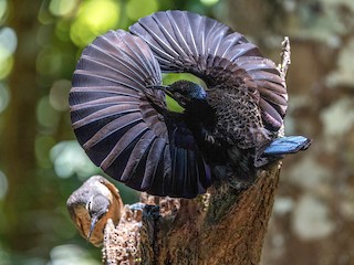 Victoria's Riflebird - Ptiloris victoriae - Birds of the World