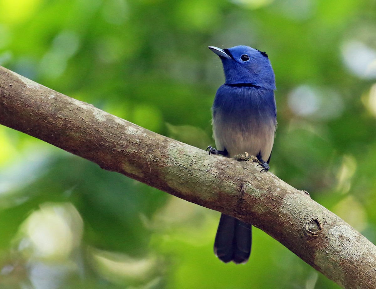 eBird Checklist - 29 Oct 2016 - 台中--台中都會公園全區(Taichung--Taichung ...