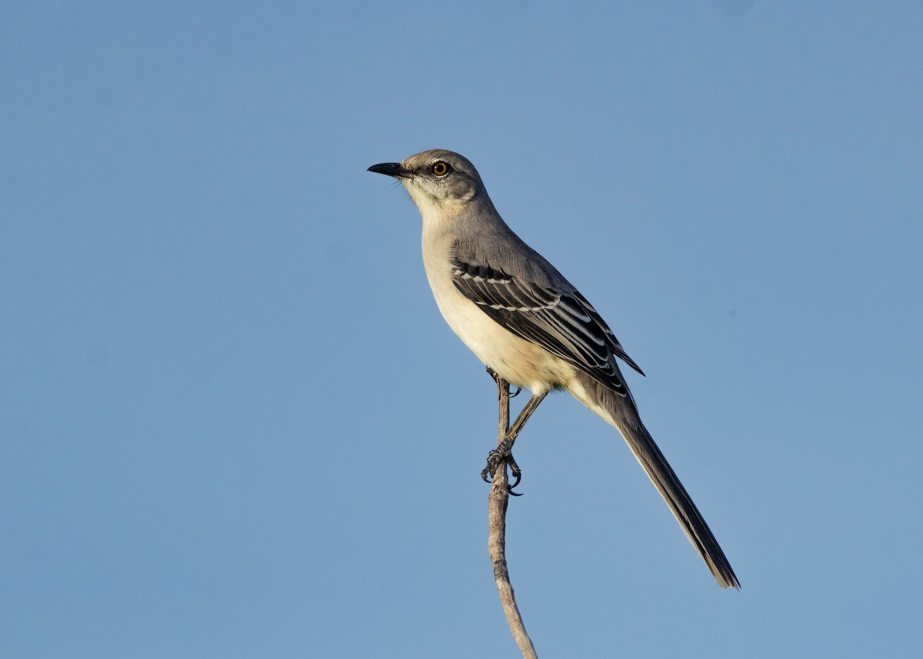 Sinsonte Tropical (Maya) - eBird
