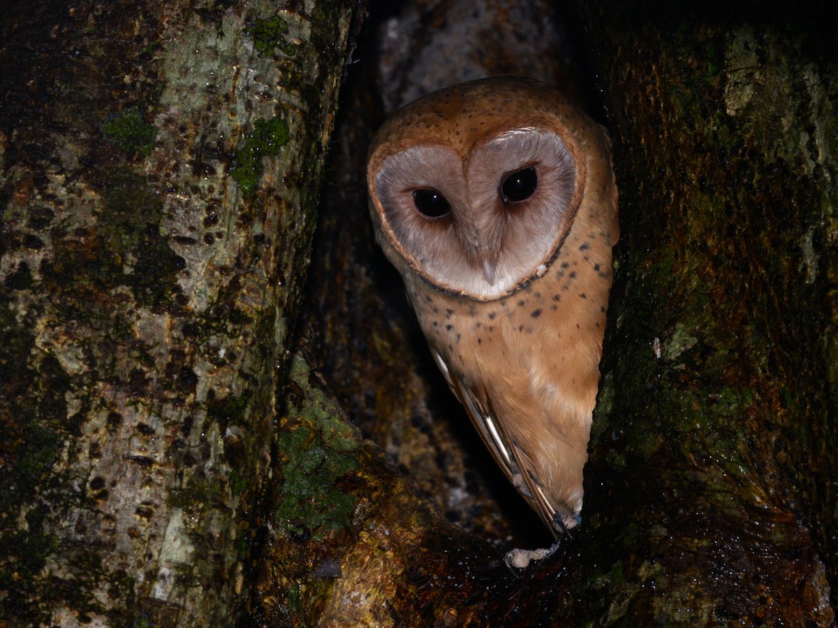 Red Owl - Tyto soumagnei - Birds of the World