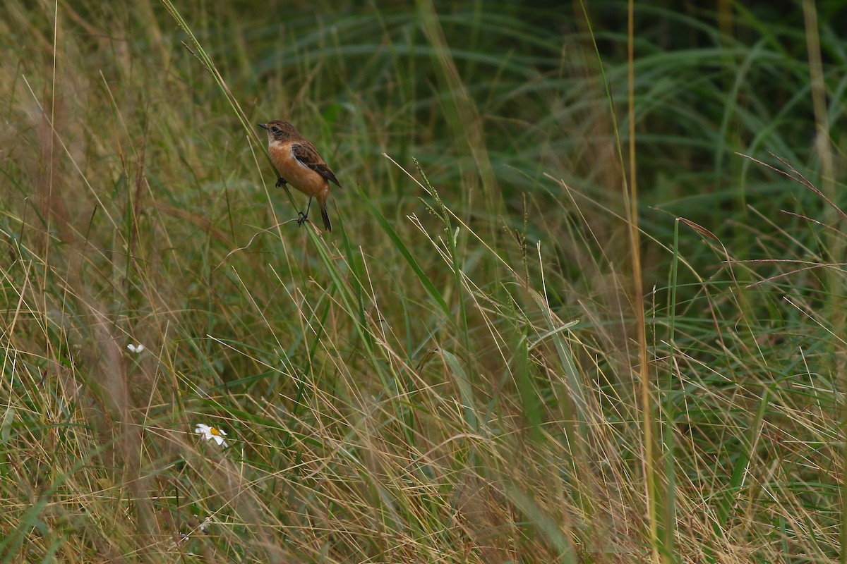 ML385102941 Amur Stonechat Macaulay Library