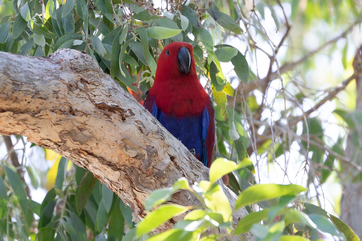 eBird Checklist - 30 Oct 2021 - Nautilus St, Port Douglas - 10 species