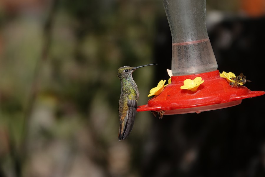Rivoli's x Berylline Hummingbird (hybrid) - eBird