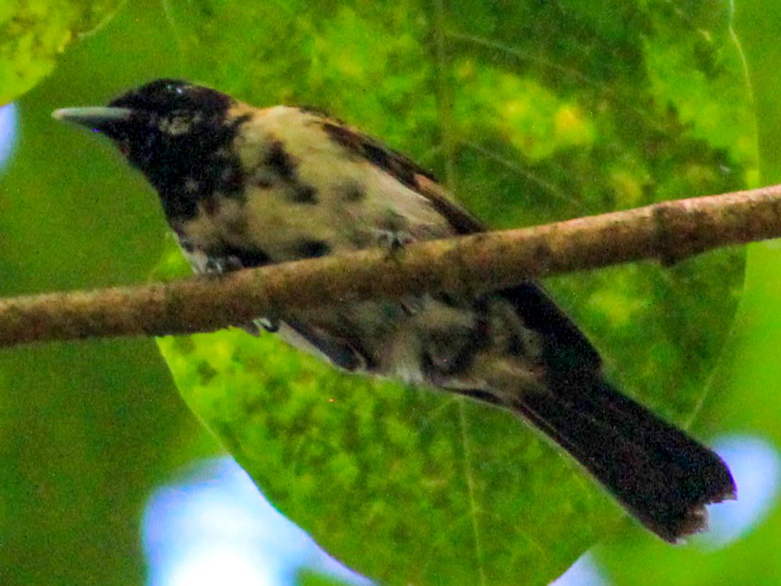 Tahiti Monarch - eBird