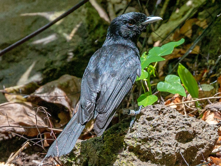 Tahiti Monarch - eBird