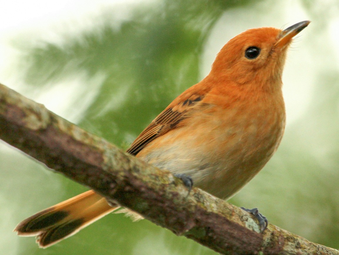 Rarotonga Monarch - eBird