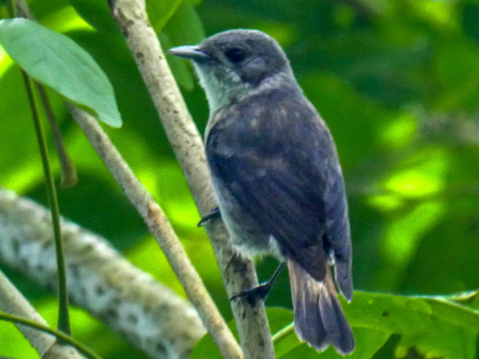 Rarotonga Monarch - eBird