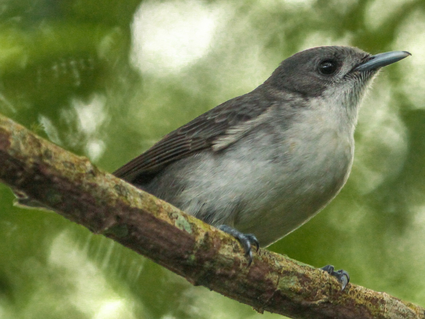 Rarotonga Monarch - eBird