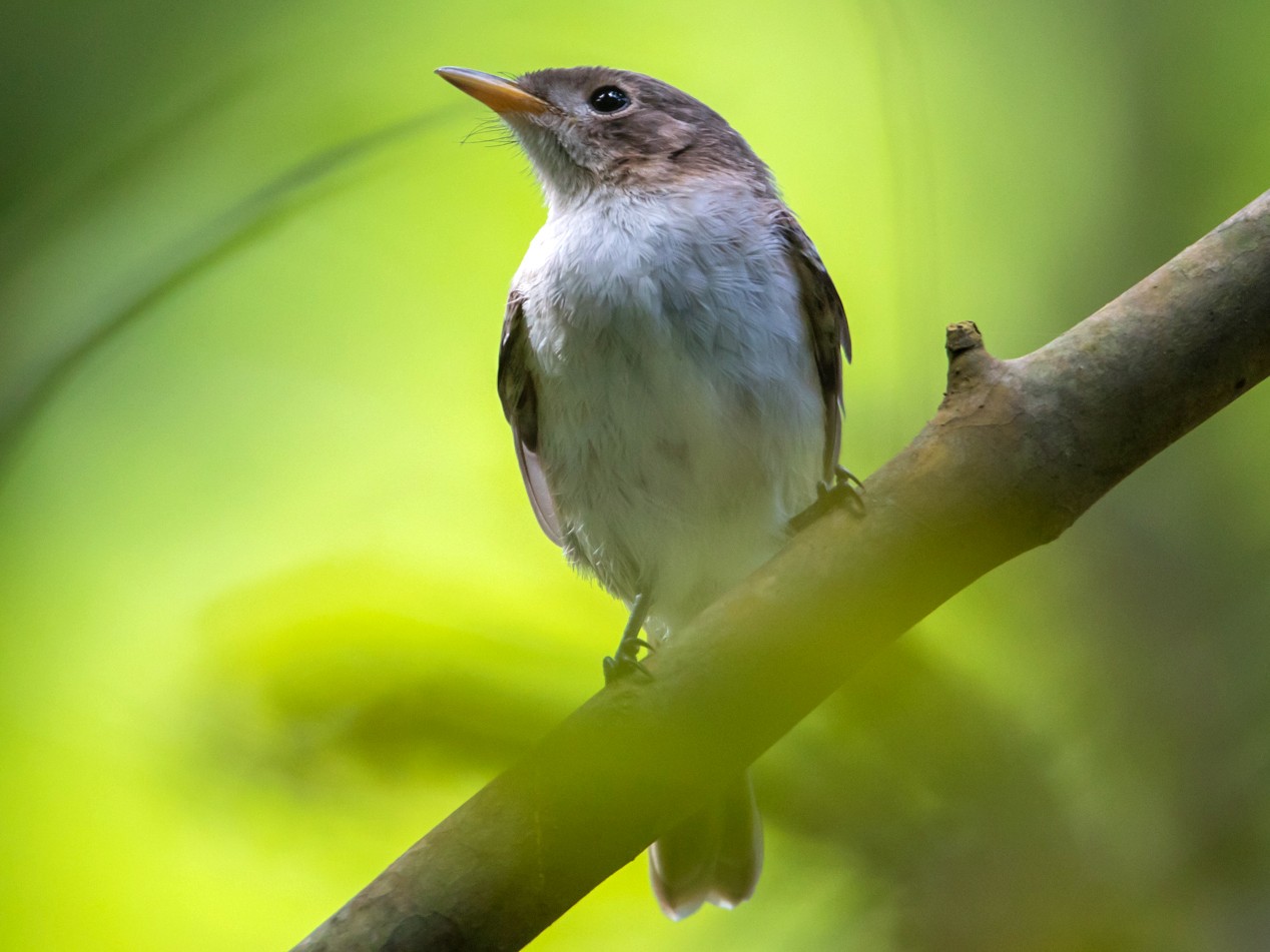 Iphis Monarch - eBird