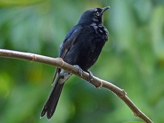 Iphis Monarch - eBird