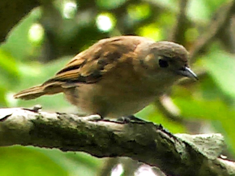 Marquesas Monarch - eBird