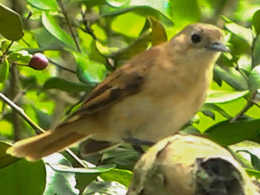Marquesas Monarch - eBird