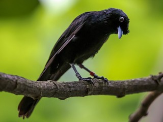 Fatu Hiva Monarch - Pomarea whitneyi - Birds of the World