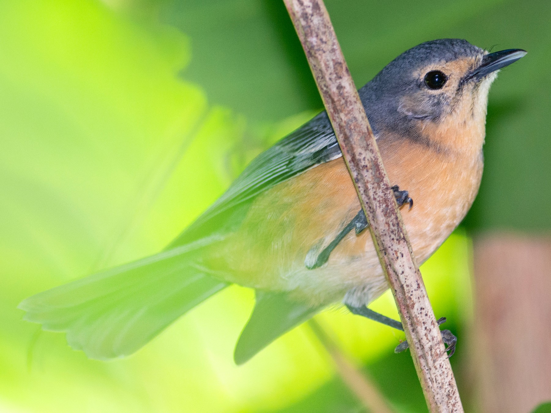Ogea Monarch - eBird