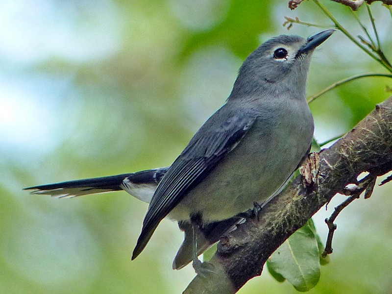 Slaty Monarch - eBird