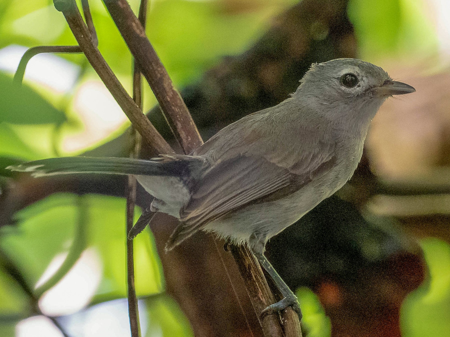 Slaty Monarch - eBird