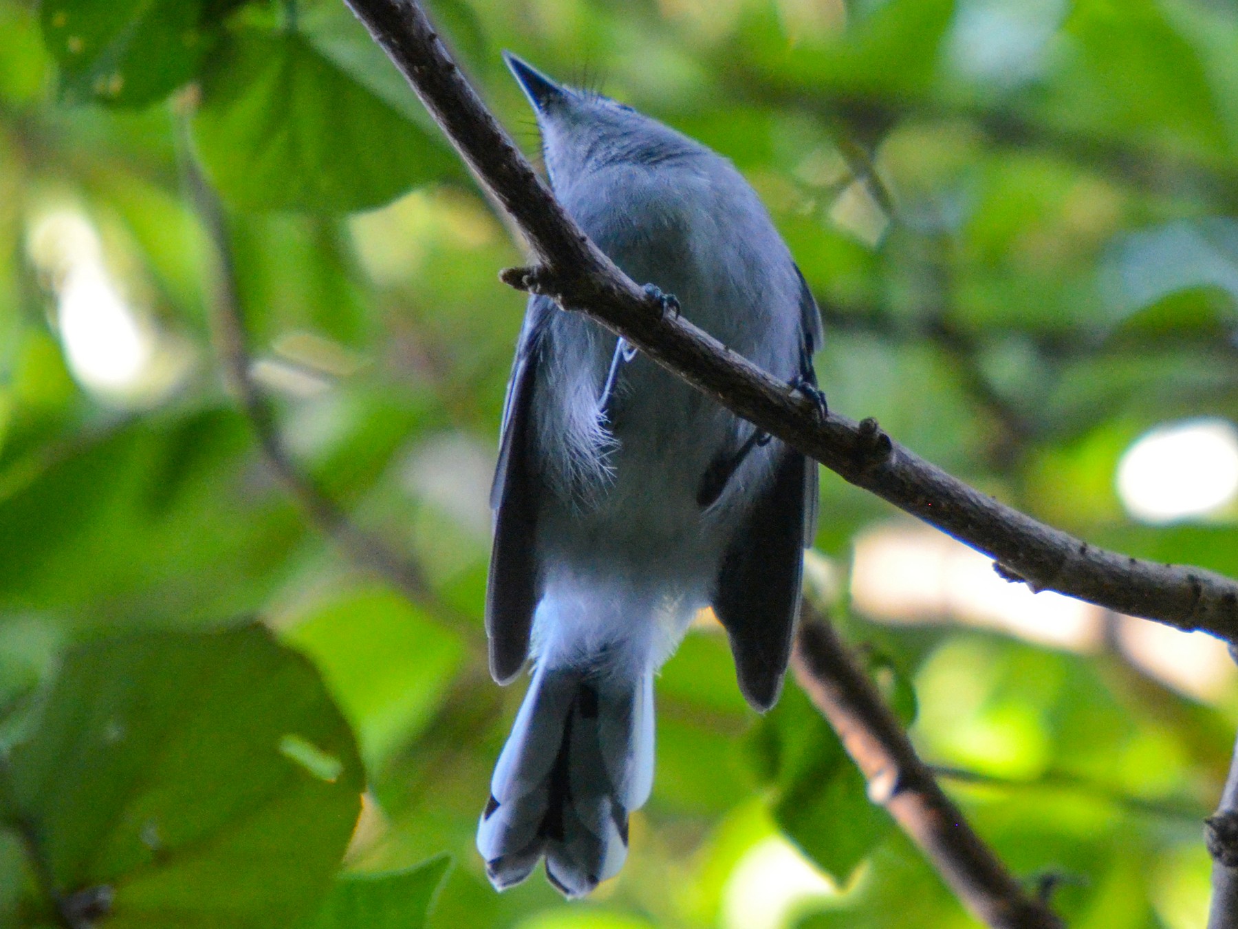 Slaty Monarch - eBird