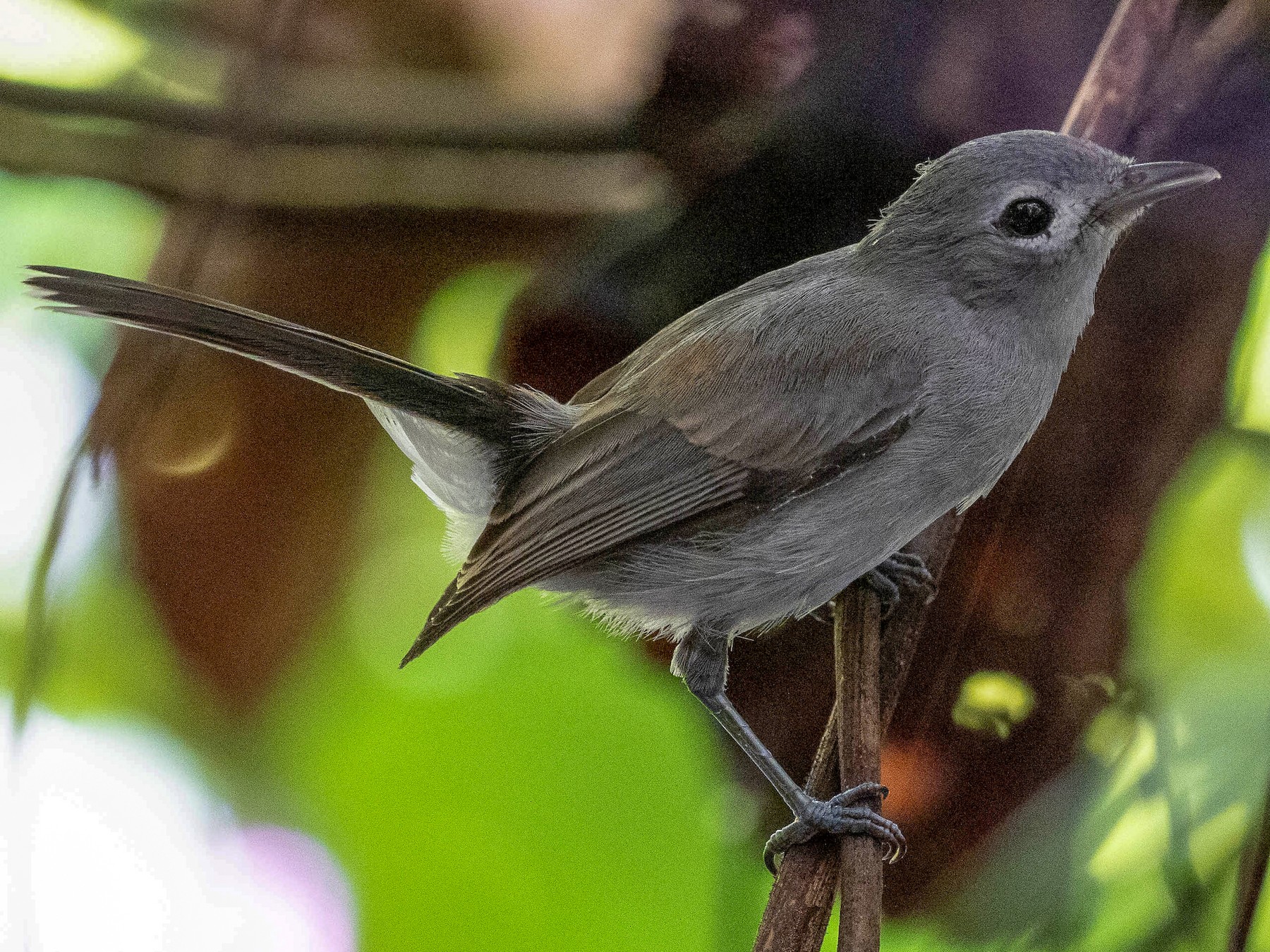 Slaty Monarch - eBird